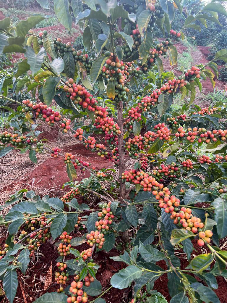 Home - Ziwa Coffee Farm